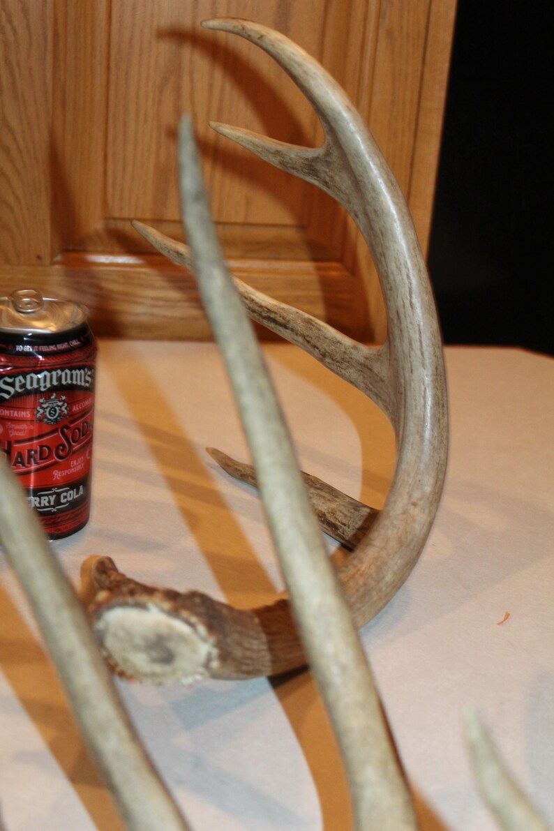 Whitetail Deer Shed Antler Mounts Taxidermy Hunt Log Cabin Wall Decor ...