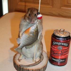 Taxidermy Fishing Barn Rat Mount Novelty Whitetail Deer Log Cabin Decor ...