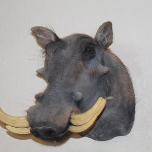 Pig Head Mount Taxidermy Log Cabin Decor - Etsy