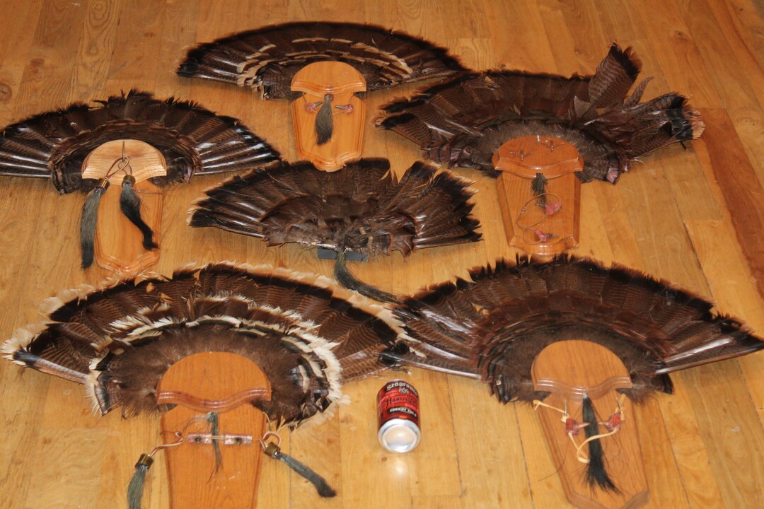 6 Turkey Tail Feather Fans Mounts Lot Taxidermy Whitetail Deer Log ...
