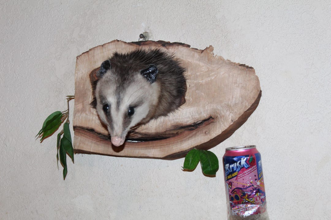 New Opossum Mount Taxidermy Whitetail Deer Log Cabin Antler Decor Mule ...