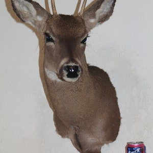 Whitetail Deer Head Shoulder Mount Taxidermy Cape Shed Antler Hunt Mule ...