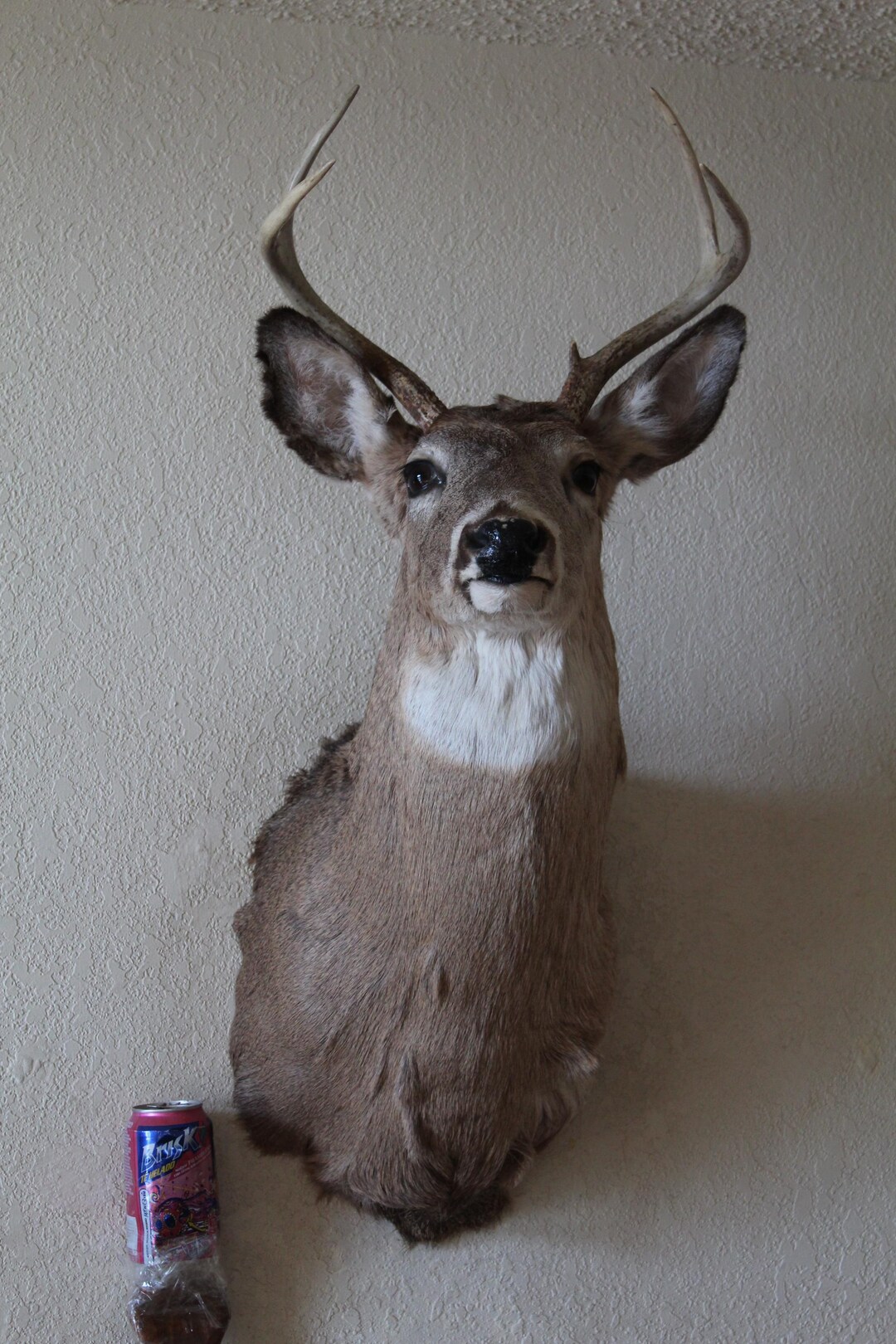 Whitetail Deer Head Shoulder Mount Taxidermy Cape Shed Antler Hunt Mule ...