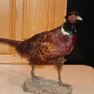 Standing Chinese Ringneck Pheasant Rooster Taxidermy Log Cabin Decor ...