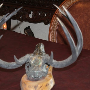 New Whitetail Deer Head European Skull Mount Taxidermy Cape Shed Antler ...