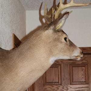 Whitetail Deer Head Shoulder Mount Taxidermy Cape Shed Antler Hunt Mule ...
