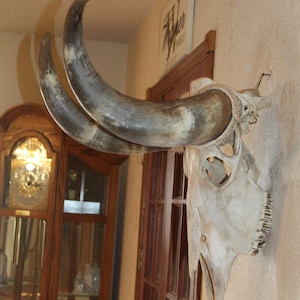 Bull Steer Cow Skull European Mount Taxidermy Texas Skeleton Bone ...