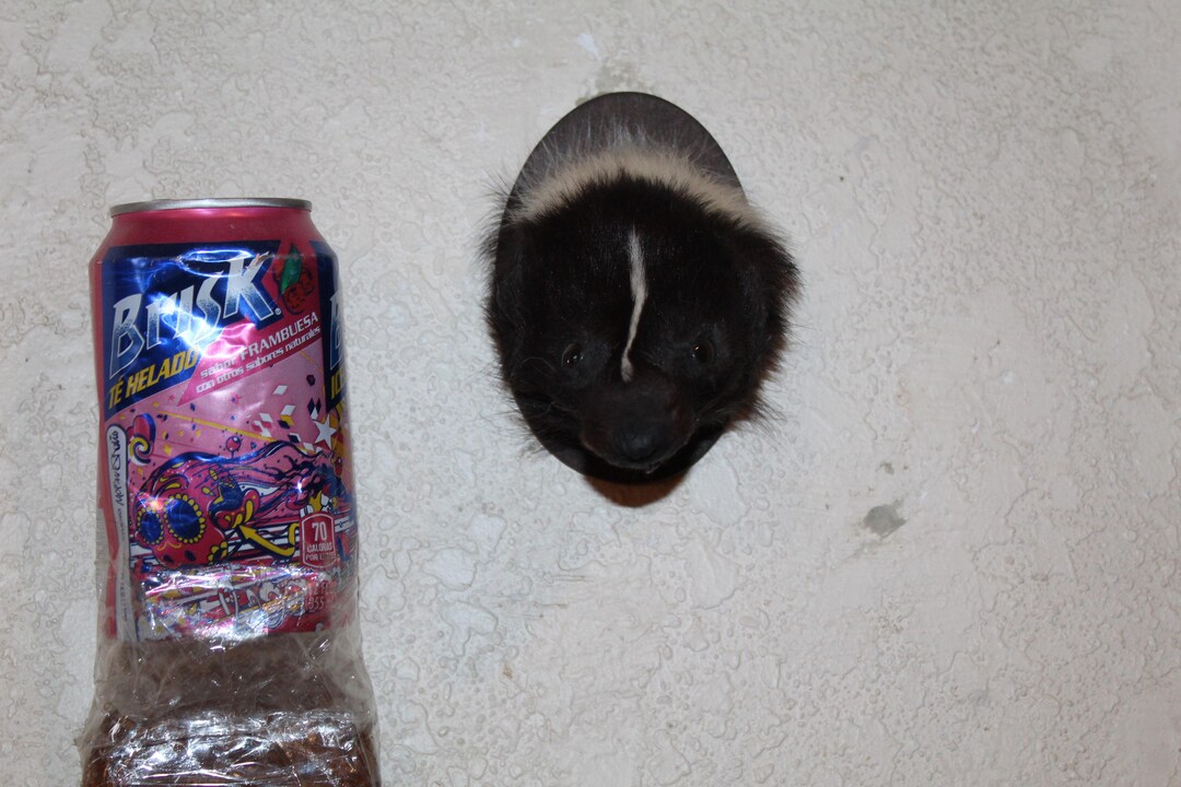 New Skunk Head Mount Taxidermy Whitetail Deer Antler Mule Hunt - Etsy