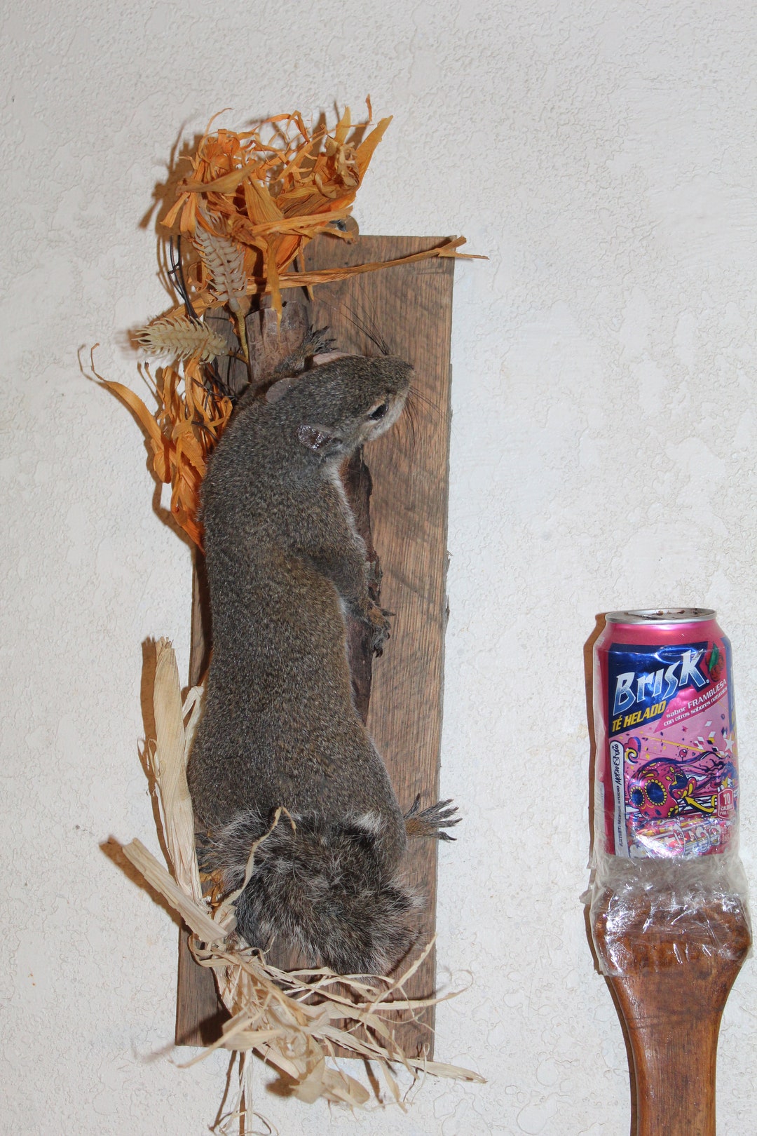 Taxidermy Squirrel Chipmunk Mount Novelty Present Whitetail Deer Log ...