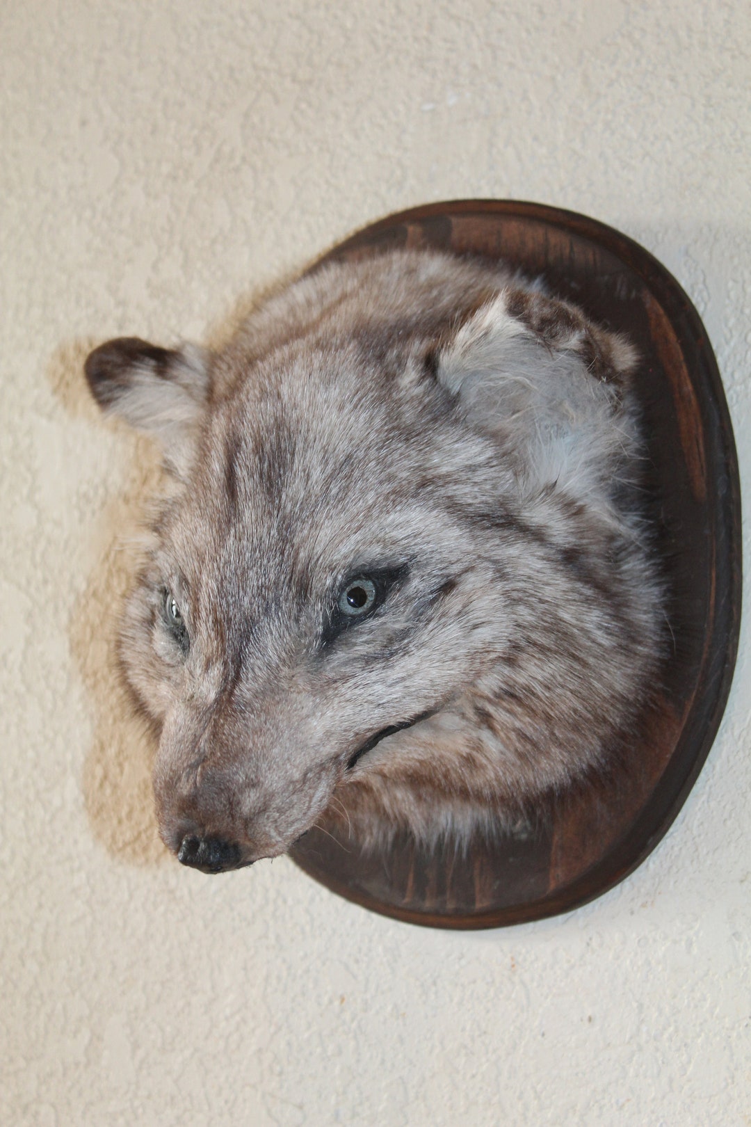 New Fox Head Mount Taxidermy Whitetail Deer Antler Mule Hunt - Etsy