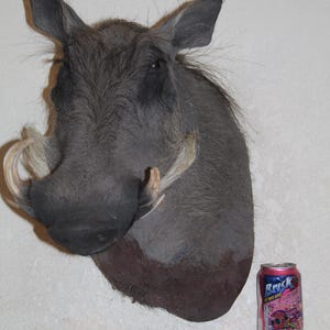 Pig Head Mount Taxidermy Log Cabin Decor - Etsy