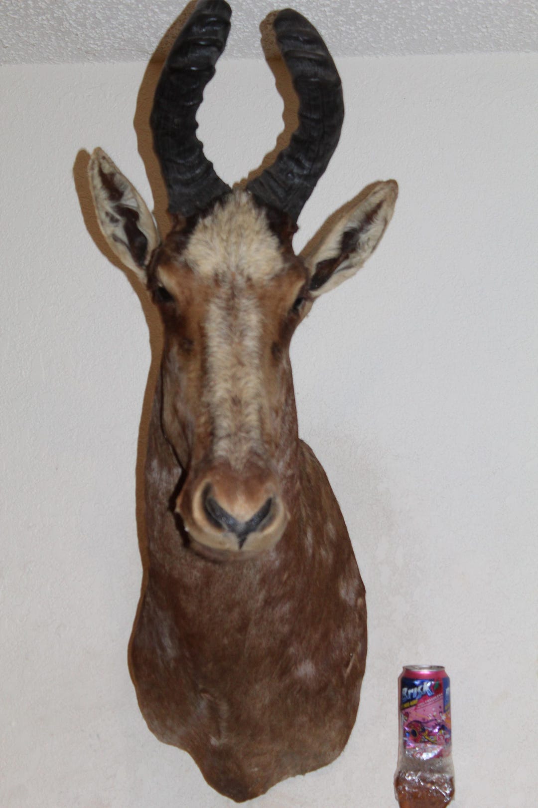 Taxidermy Hartebeest Head Shoulder Mount Africa Safari Hunt Whitetail ...