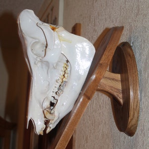 European Pig Wild Boar Skull Mount Taxidermy Bone Teeth - Etsy