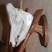 European Pig Wild Boar Skull Mount Taxidermy Bone Teeth - Etsy