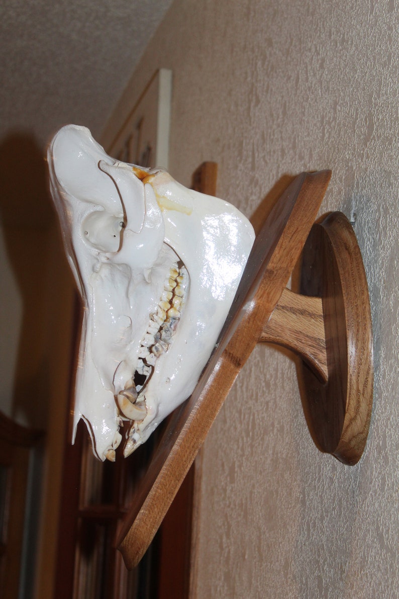 European Pig Wild Boar Skull Mount Taxidermy Bone Teeth - Etsy