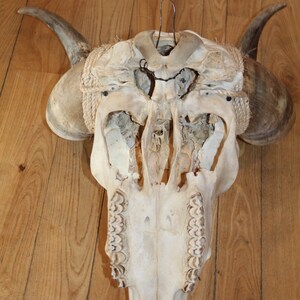 Bull Steer Cow Skull European Mount Taxidermy Texas Skeleton Bone ...