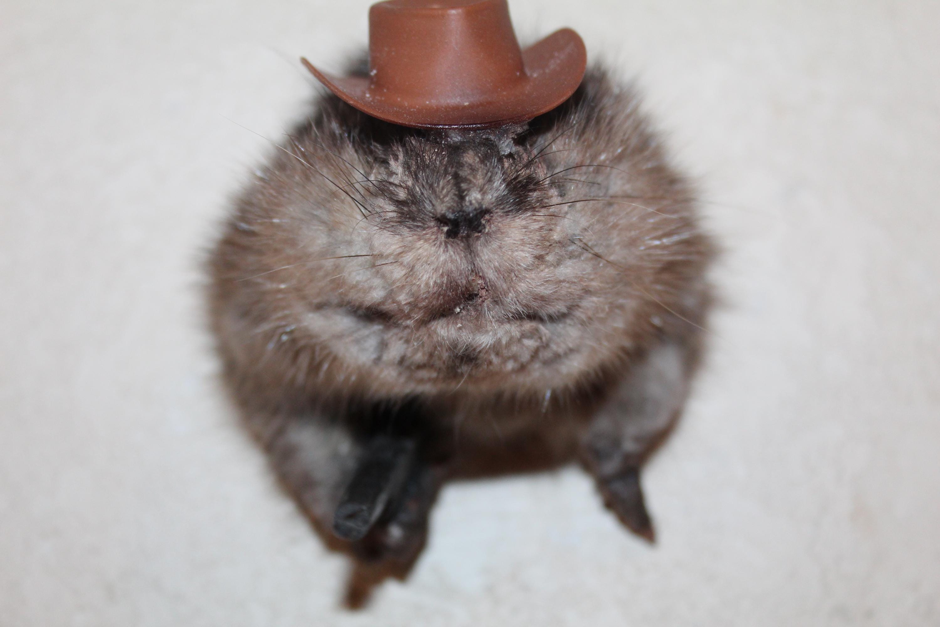 New Cowboy Muskrat Taxidermy Log Cabin Decor Mount Mancave Whitetail ...