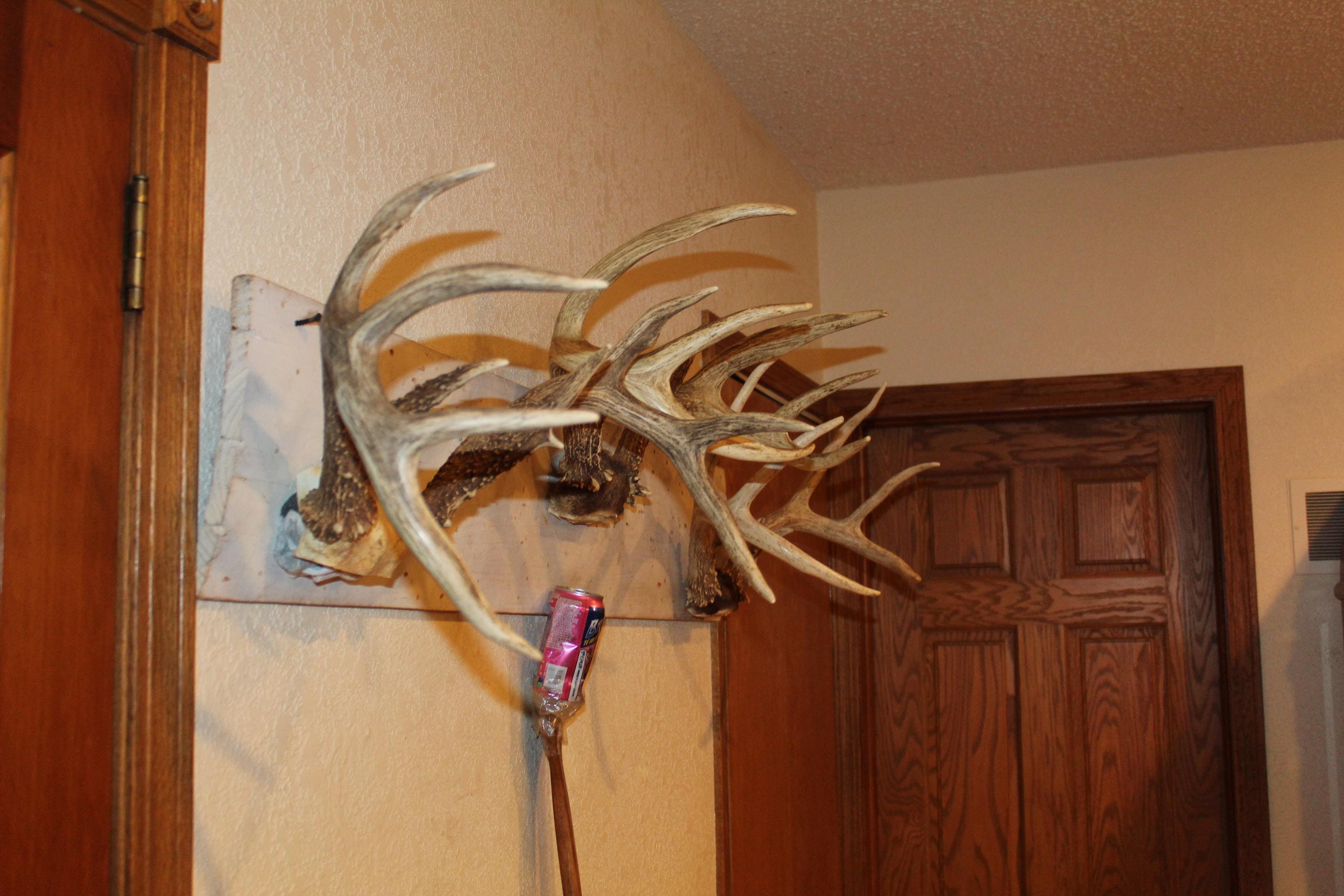 Whitetail Deer Mounts Taxidermy Antler Hunt Racks Log Cabin Wall Decor ...