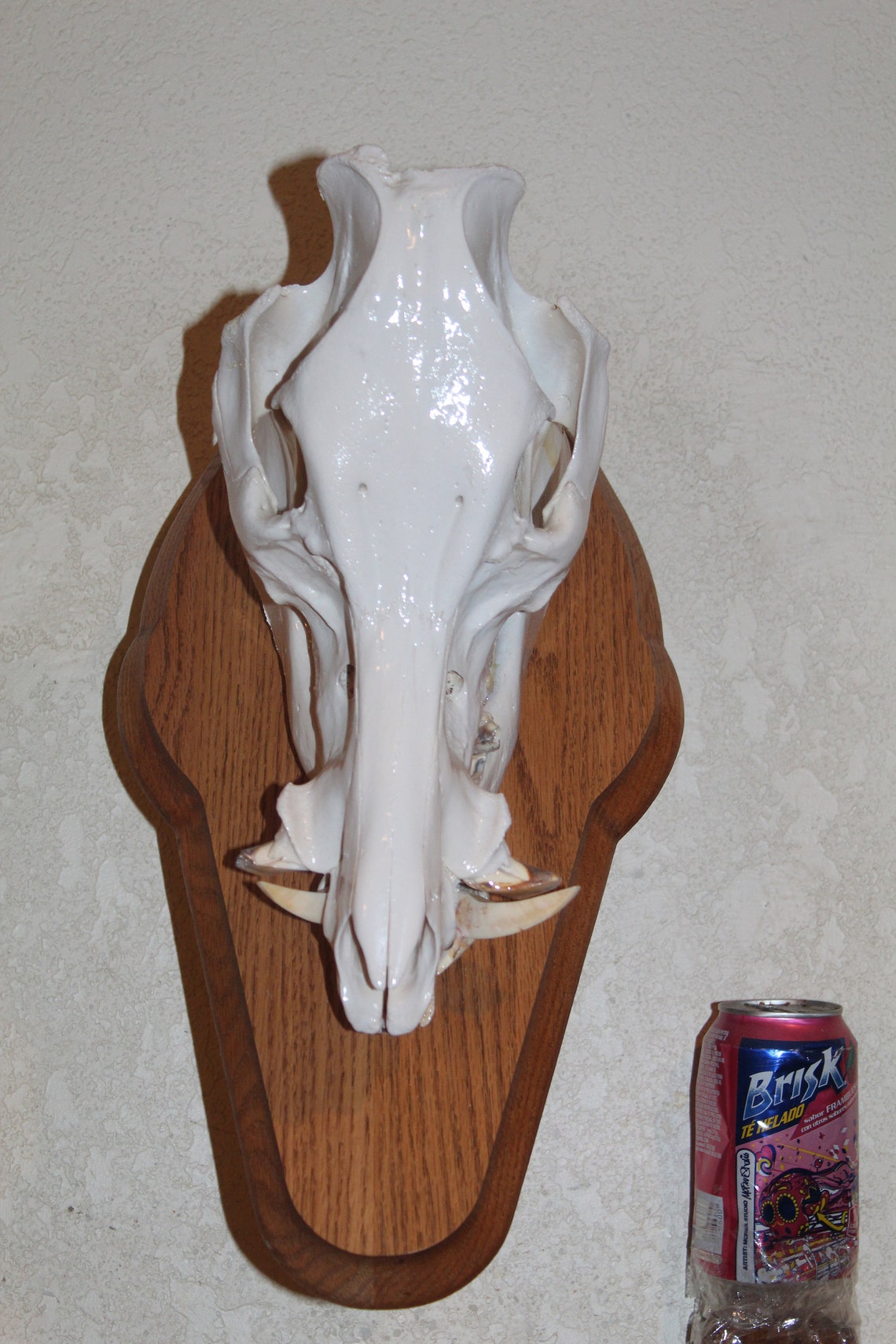 European Pig Wild Boar Skull Mount Taxidermy Bone Teeth - Etsy