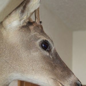 Whitetail Deer Head Shoulder Mount Taxidermy Cape Shed Antler Hunt Mule ...