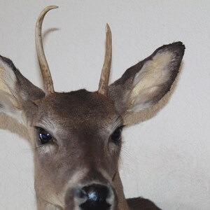 Whitetail Deer Head Shoulder Mount Taxidermy Cape Shed Antler Hunt Mule ...