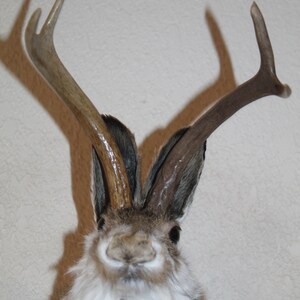 Jackalope Mount Taxidermy Antler Log Cabin Decor Pelt Whitetail Mule ...