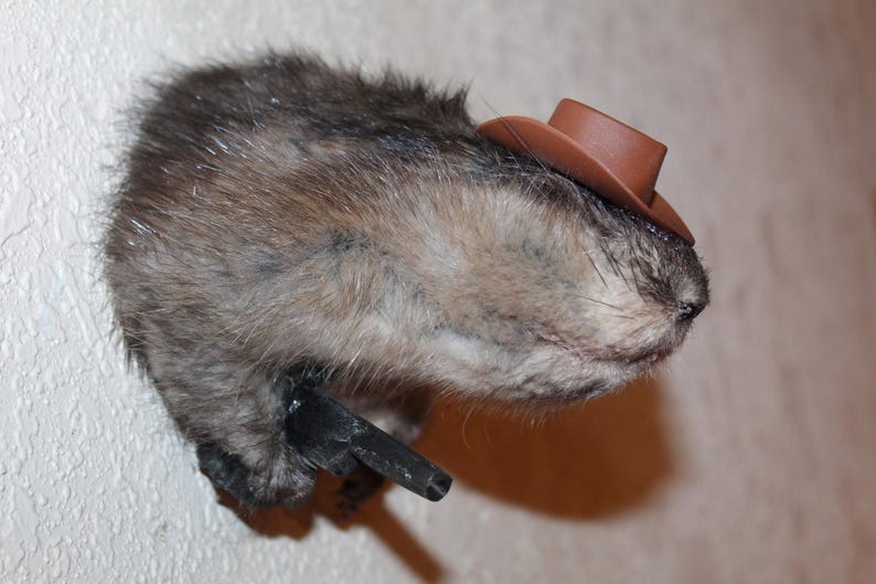 New Cowboy Muskrat Taxidermy Log Cabin Decor Mount Mancave Whitetail ...