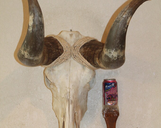 Bull Steer Cow Skull European Mount Taxidermy Texas Skeleton Bone ...