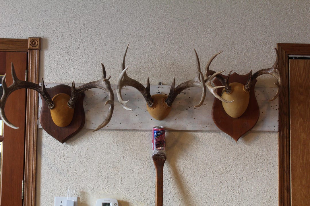 Whitetail Deer Mounts Taxidermy Antler Hunt Racks Log Cabin Wall Decor ...