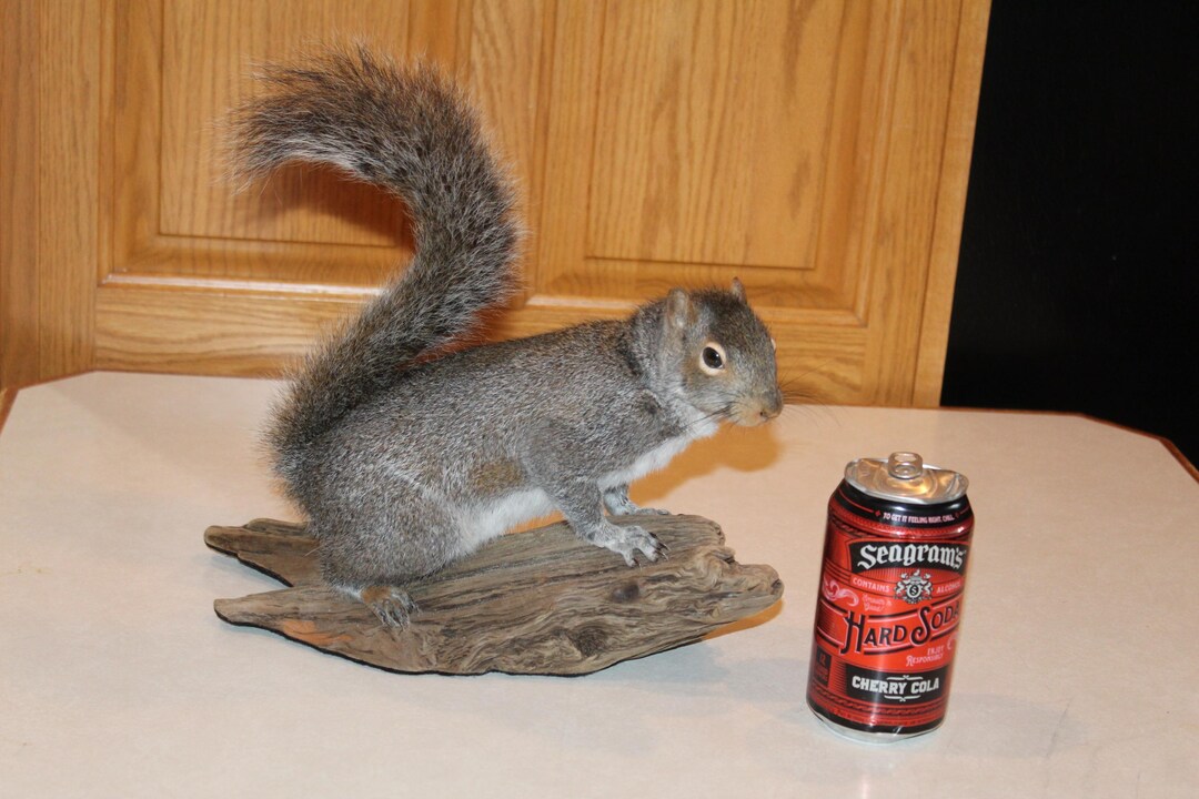 Taxidermy Squirrel Chipmunk Mount Novelty Present Whitetail Deer Log ...