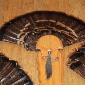 6 Turkey Tail Feather Fans Mounts Lot Taxidermy Whitetail Deer Log ...