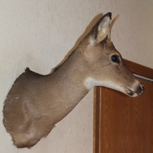 Whitetail Deer Head Shoulder Mount Taxidermy Cape Shed Antler Hunt Mule ...