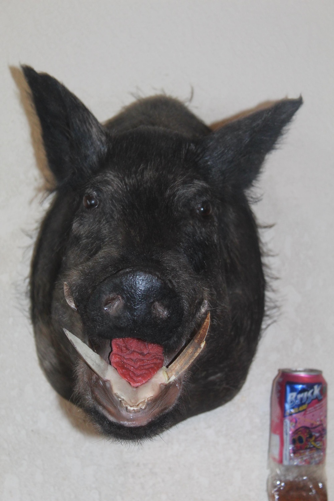 Pig Head Mount Taxidermy Log Cabin Decor - Etsy