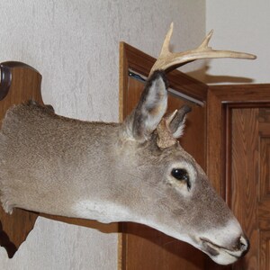 Whitetail Deer Head Shoulder Mount Taxidermy Cape Shed Antler Hunt Mule ...