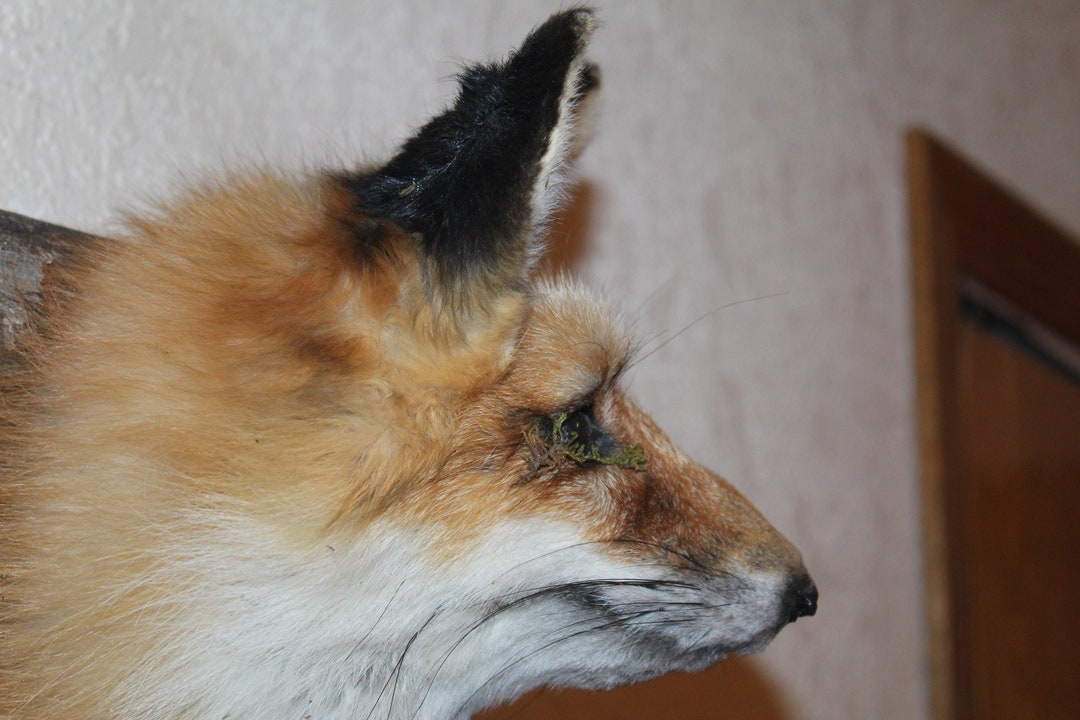 New Red Fox Head Mount Taxidermy Whitetail Deer Antler Mule Hunt - Etsy