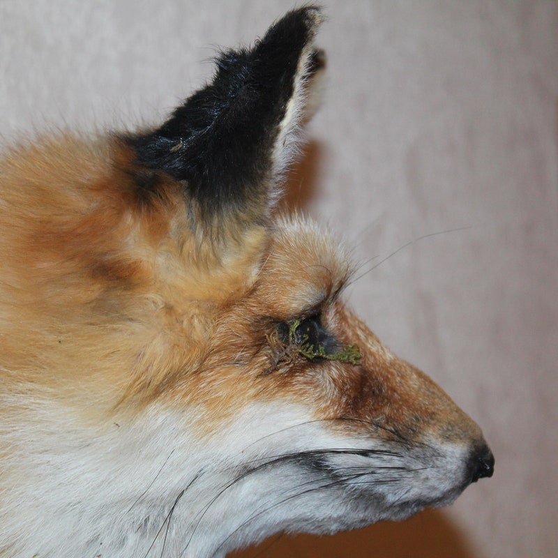 Taxidermy Fox - Etsy