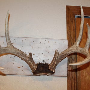 Whitetail Deer Mounts Taxidermy Antler Hunt Racks Log Cabin Wall Decor ...