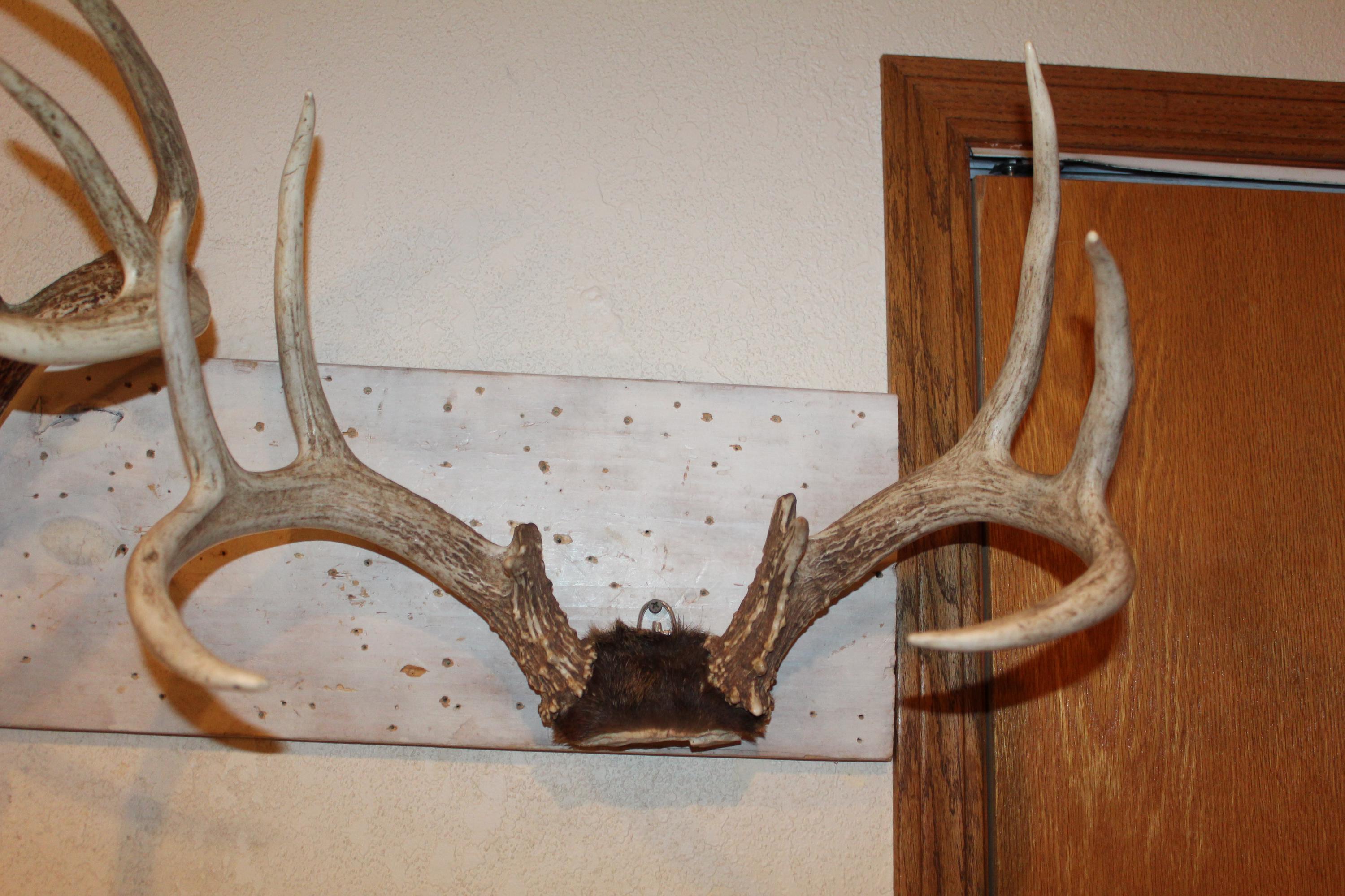 Whitetail Deer Mounts Taxidermy Antler Hunt Racks Log Cabin Wall Decor ...