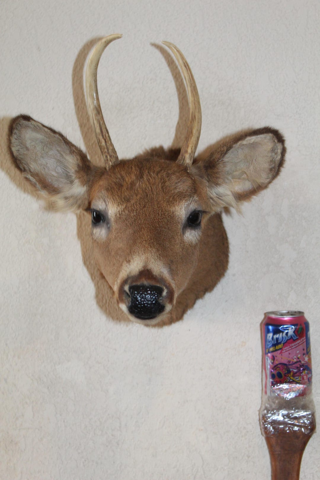 Spike Whitetail Deer Head Shoulder Mount Taxidermy Cape Shed Antler ...