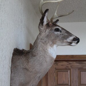 Whitetail Deer Head Shoulder Mount Taxidermy Cape Shed Antler Hunt Mule ...