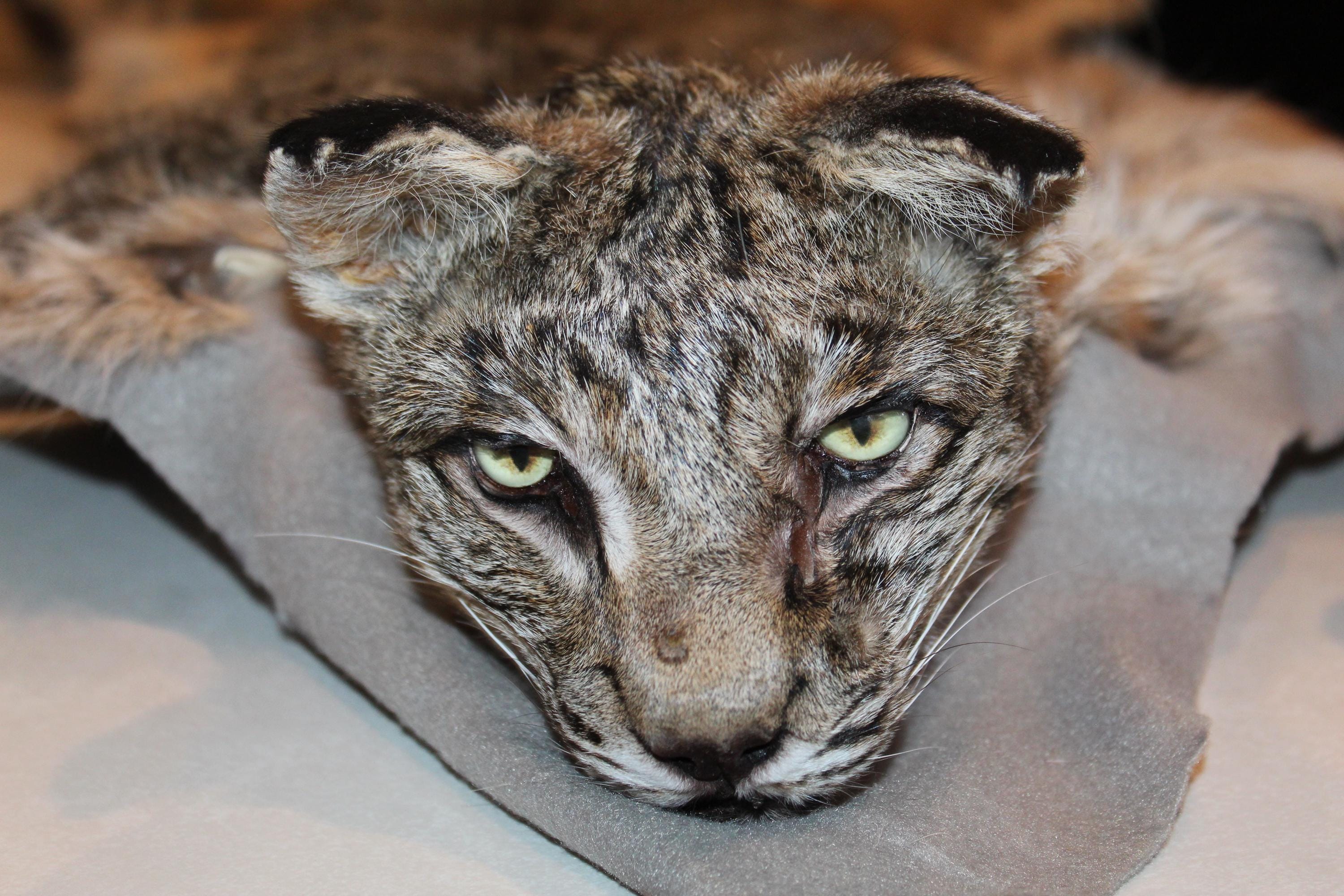 New Bobcat Mount Rug Tanned Leather Taxidermy Fur Hide Pelt - Etsy