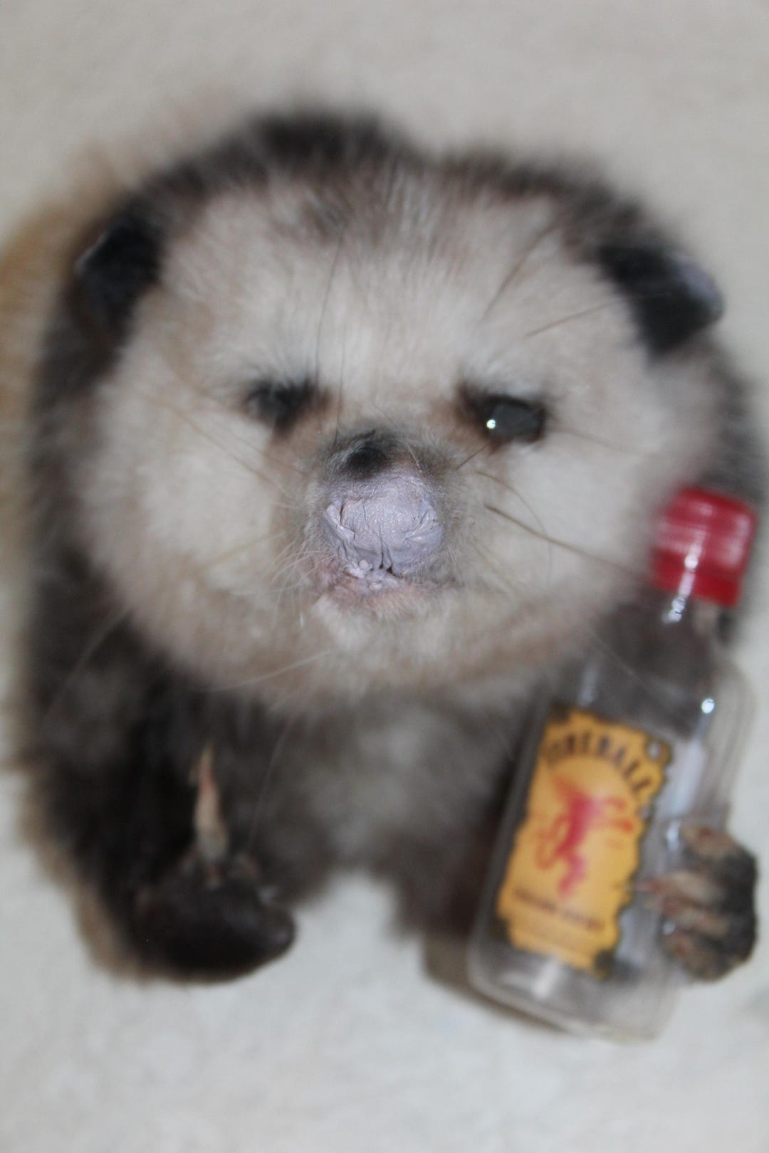 New Naughty Finger Angry Opossum Mount Taxidermy Antler Novelty ...