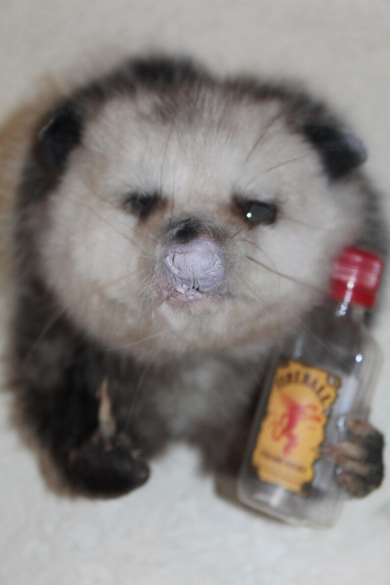New Naughty Finger Angry Opossum Mount Taxidermy Antler Novelty ...