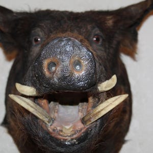 Pig Hog Head Mount Taxidermy Log Cabin Decor - Etsy