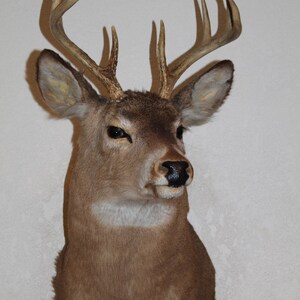 Whitetail Deer Head Shoulder Mount Taxidermy Cape Shed Antler Hunt Mule ...
