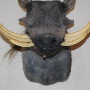 Pig Head Mount Taxidermy Log Cabin Decor - Etsy