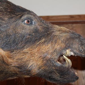 Pig Hog Head Mount Taxidermy Log Cabin Decor - Etsy