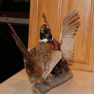 Taxidermy Pair Fighting Ring Neck Pheasant Mounts Novelty Present Whitetail Deer Log Cabin Decor ...