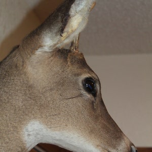 Whitetail Deer Head Shoulder Mount Taxidermy Cape Shed Antler Hunt Mule ...