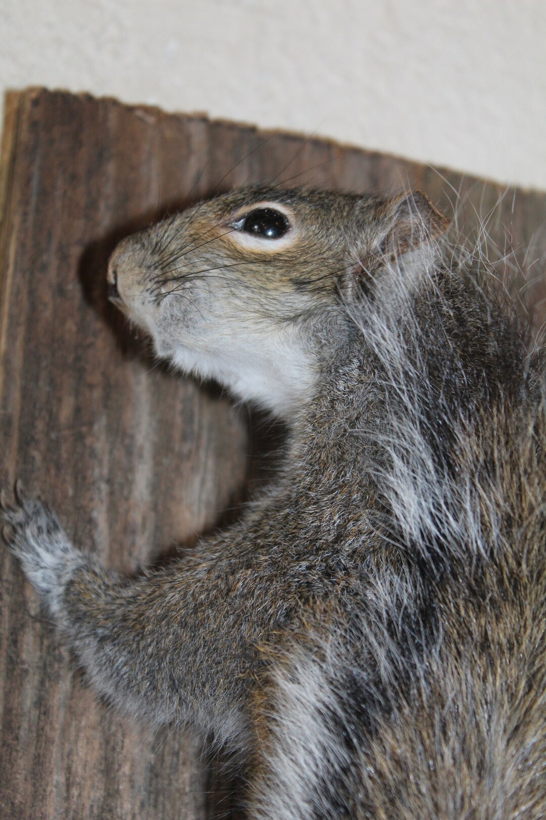 Taxidermy Squirrel Chipmunk Mount Novelty Present Whitetail Deer Log ...